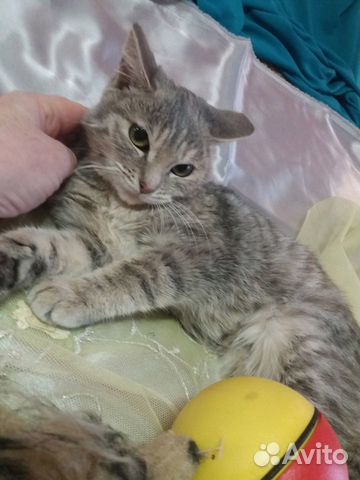 Кошка Таисия ищет хозяина. Отдадим в хорошие руки