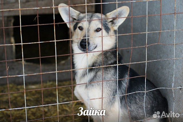 Зайка - добрый, спокойный пёс