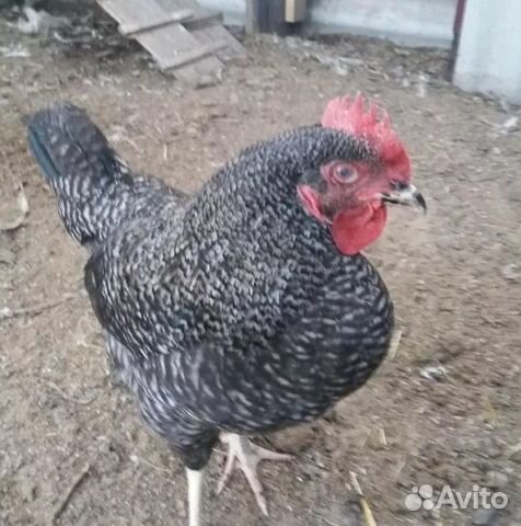 Петух доминант