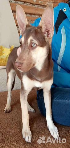 Метис немецкого пинчера