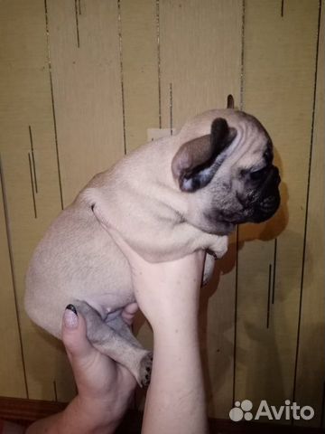 Французский бульдог щенки бесплатно
