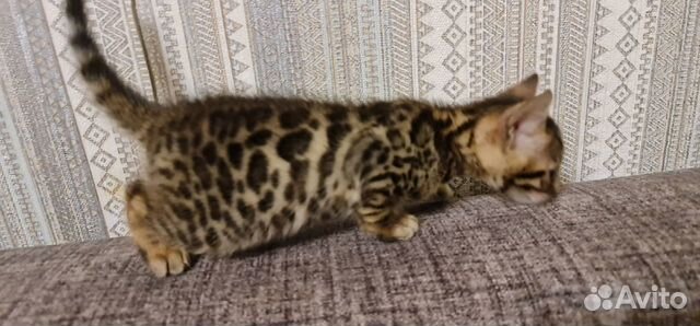 Бенгальские котята девочки
