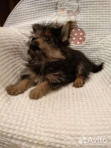 Щенок немецкого шпица