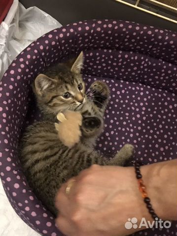 Зайки только лучшим мамам и папам