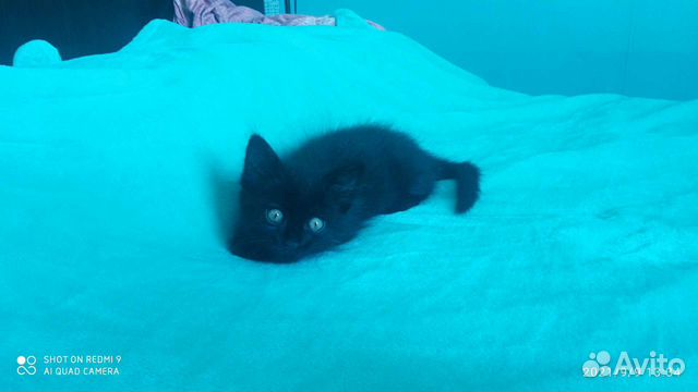Котëнок 3 месяца,отдам в хорошие руки