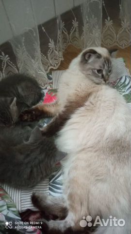 Плюшевые сибирские котята
