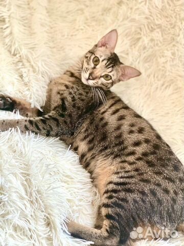 Котенок саванна