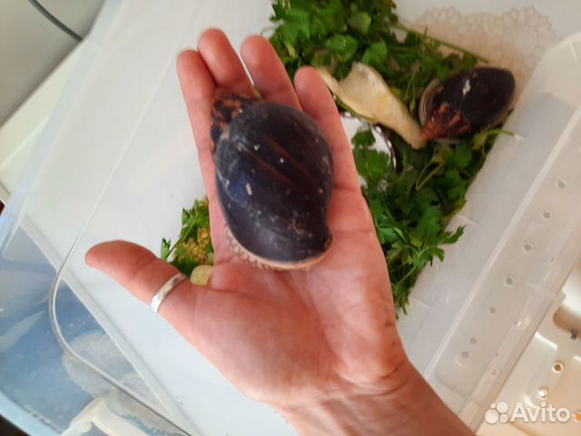 Улитки ахатины в хорошие руки