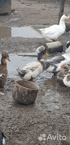 Продам индоуток украинских хохлатых гусей