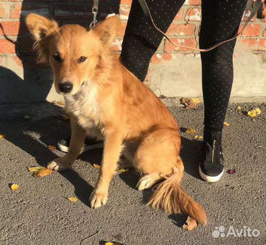 Собака в добрые руки