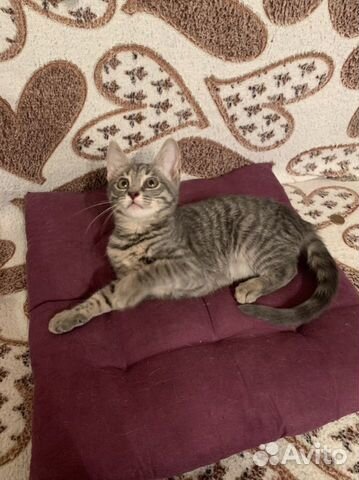 Котёнок Даша в добрые руки