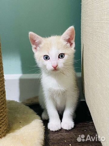 Сладкий малыш Ванилька