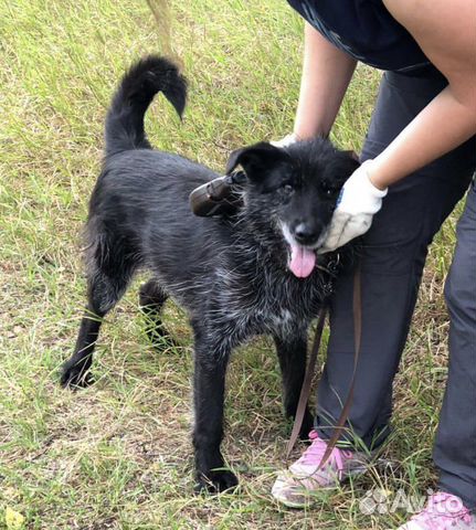 Собака в добрые руки