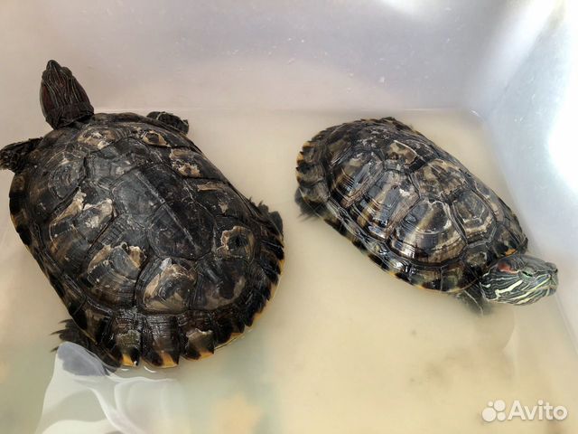 Красноухая черепаха с аквариумом
