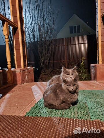 Котята русская голубая москва и московская область