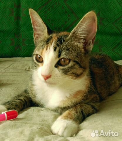 Котёнок в добрые руки