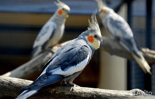 Молодые Кореллы