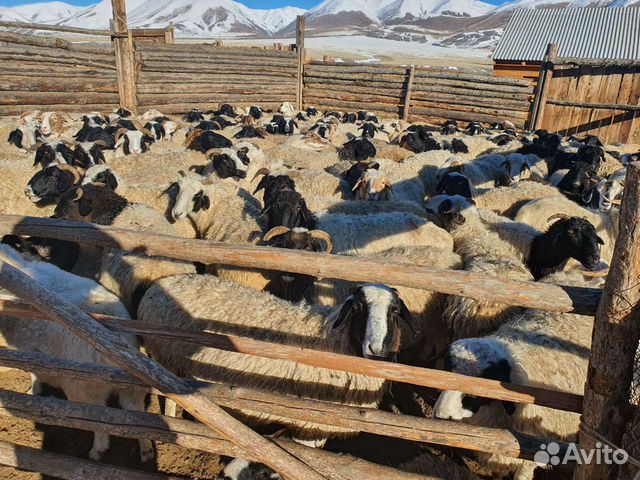 Продаются живые бараны за 8 тыс