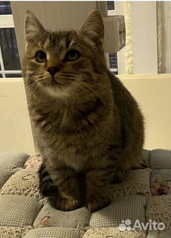 Котята