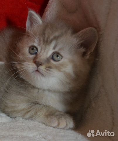 Британка. Лиловый табби