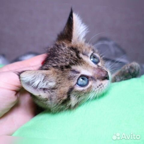 Котята, котёнок голубоглазая кнопочка 1,5 мес в да