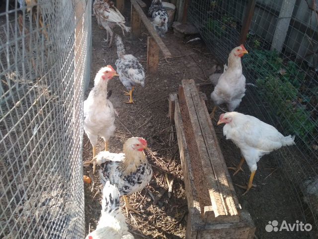 Петух брама