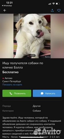 Разыскиваем нового хозяина собаки Беллы