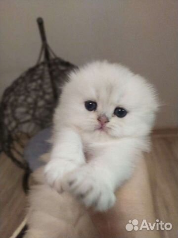 Шикарная девочка хайленд