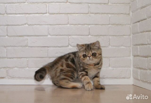 Мини кошка Мышка