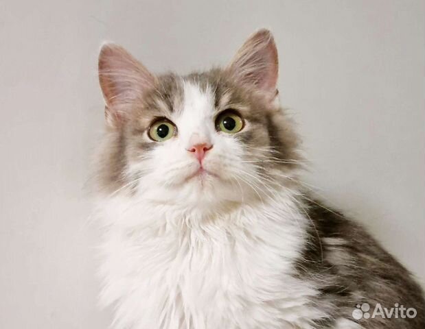 Кото-ребёнок ищет семью