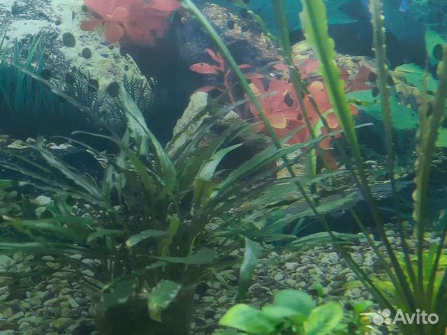 Аквариумные растения