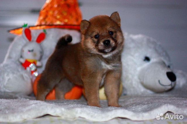 Сиба-ину мальчики