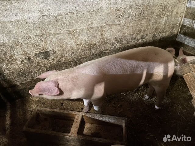 Свинка ландрас продам