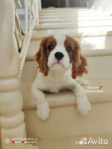 Щенок Кавалер Кинг Чарльз Спаниеля, кобель
