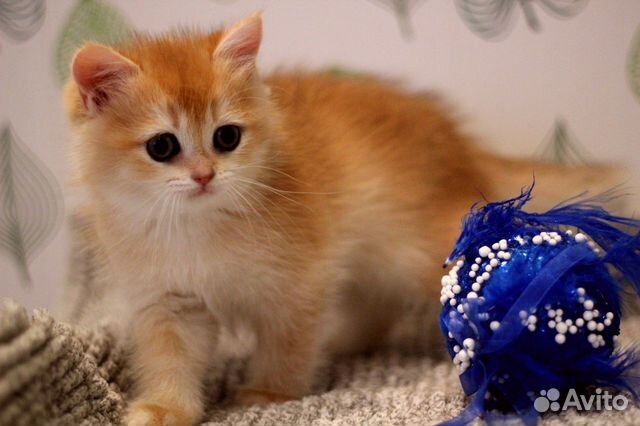 Роскошь и очарование шиншилового окраса ny12