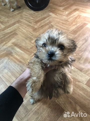 Йоркширский терьер