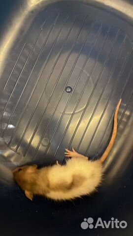 Отдам бесплатно крысенка девочку