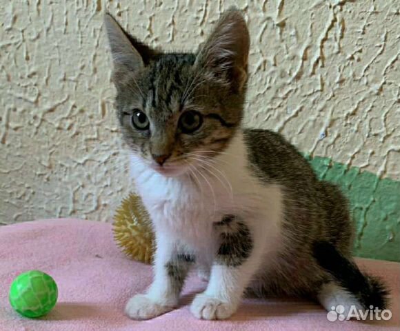 Котенок Сонечка