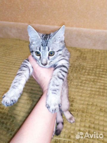 Саванна котик