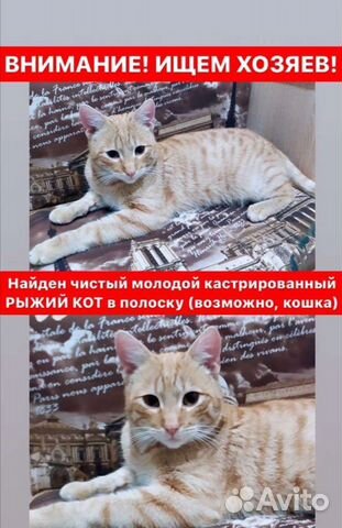 Рыжий Котик ищит Дом Мам и Пап Давайте поможем