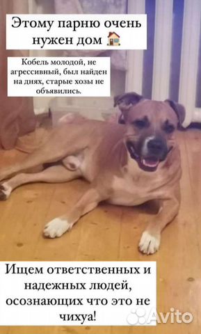 Стаффорд рыжий бесплатно