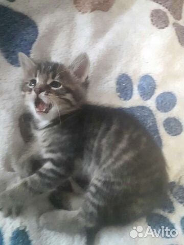 Котенок мальчик 1 месяц