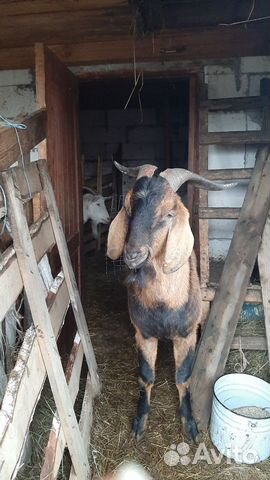 Англо нубийский козел