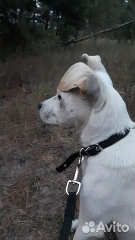 Собачка небольшая белая отдам в хорошие руки