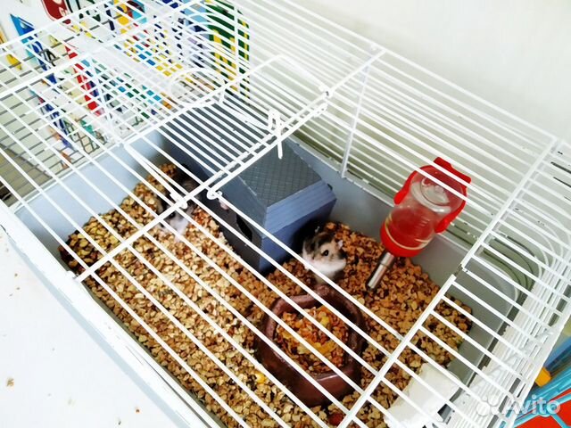 Отдадим бесплатно Джунгарских хомяков с клеткой