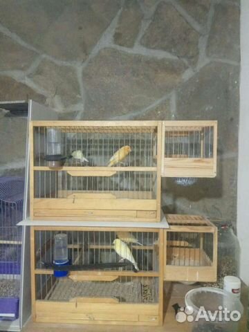 Кенара и канарейки