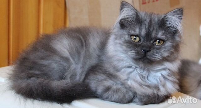 Потеряшка в добрую семью