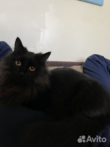 Кошка сибирская домашняя в добрые руки