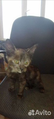 Котёнок, Кошка, кошечки, котята 3месяца