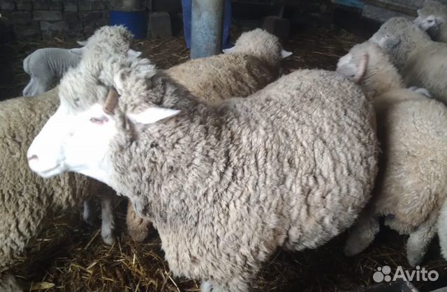 Продаю барана